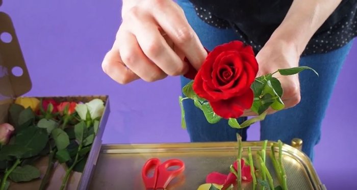 How to Remove Guard Petals from Roses - Funky Pigeon Blog