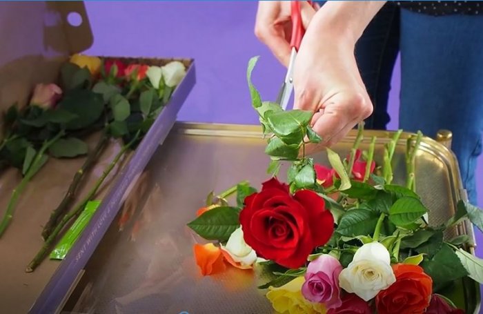 How to Remove Guard Petals from Roses - Funky Pigeon Blog