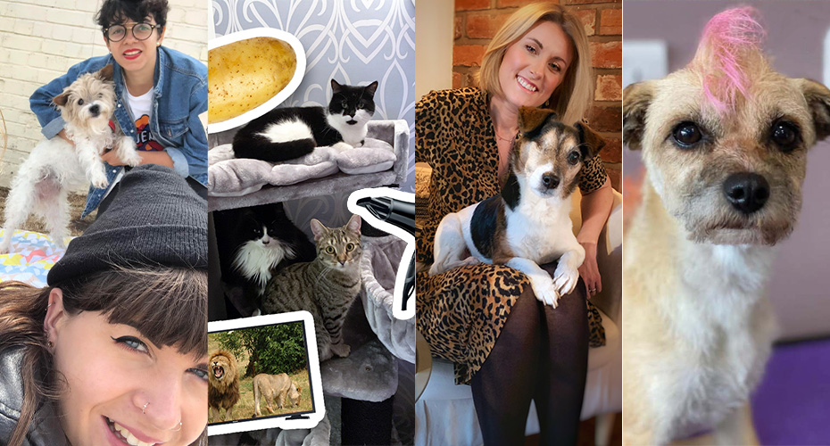 Pet Mums: Cards Mother's Day Cards Sent From Pets - Funky Pigeon Blog