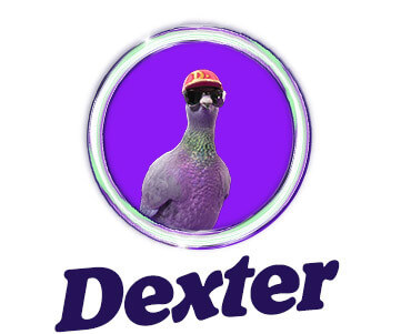 Introducing Funky and The Funkettes - Funky Pigeon Blog