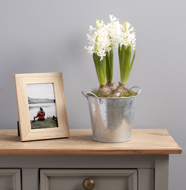 Spring Bulb To Bloom Hyacinth Zinc Pot | Funky Pigeon