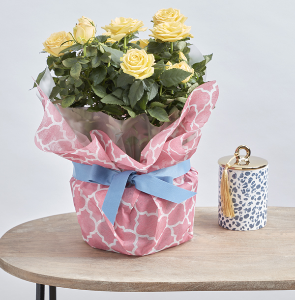 Gift Wrapped Yellow Rose | Funky Pigeon