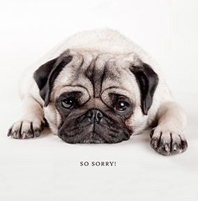 Cute Puppy Face Sorry